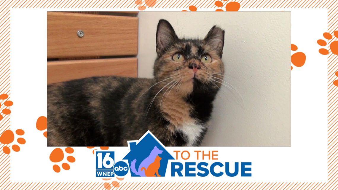16 To The Rescue: Amber at PetSmart in Dickson City | wnep.com