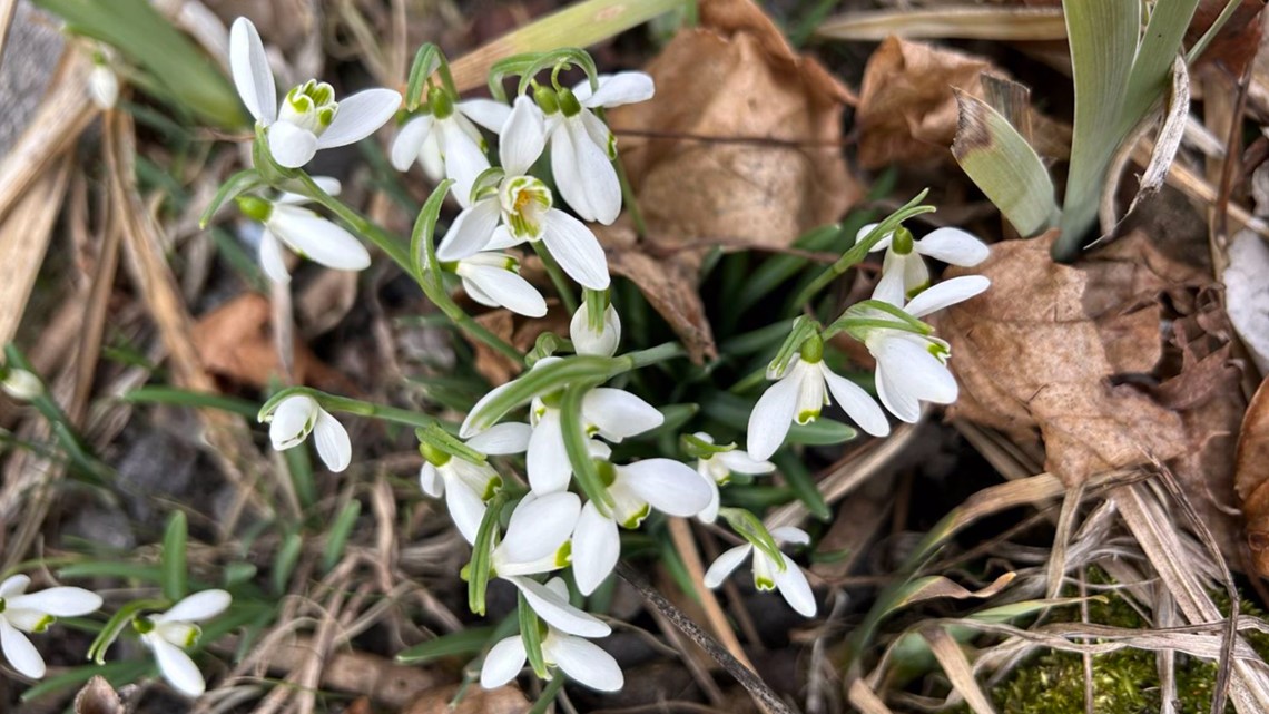 PhotoLink Library: Signs of spring | wnep.com
