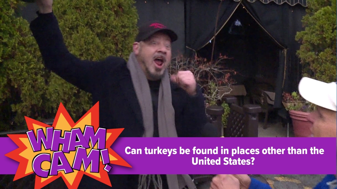 Can turkeys be found in places other than the United States? | Wham Cam ...