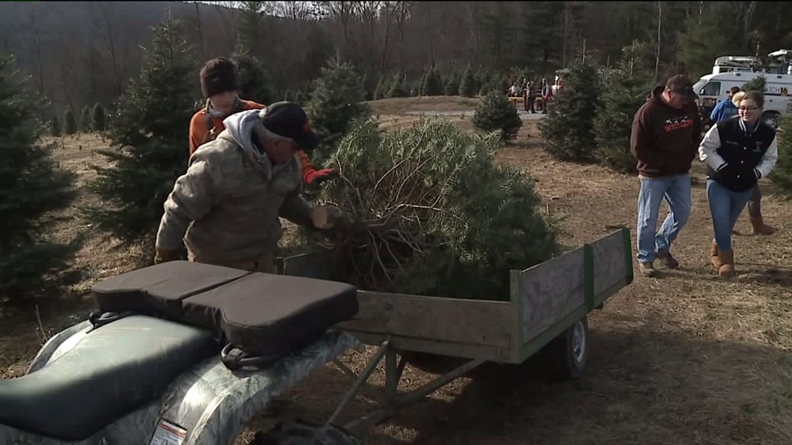 Despite Wild Year of Weather, Christmas Tree Farms Thriving During Busy ...