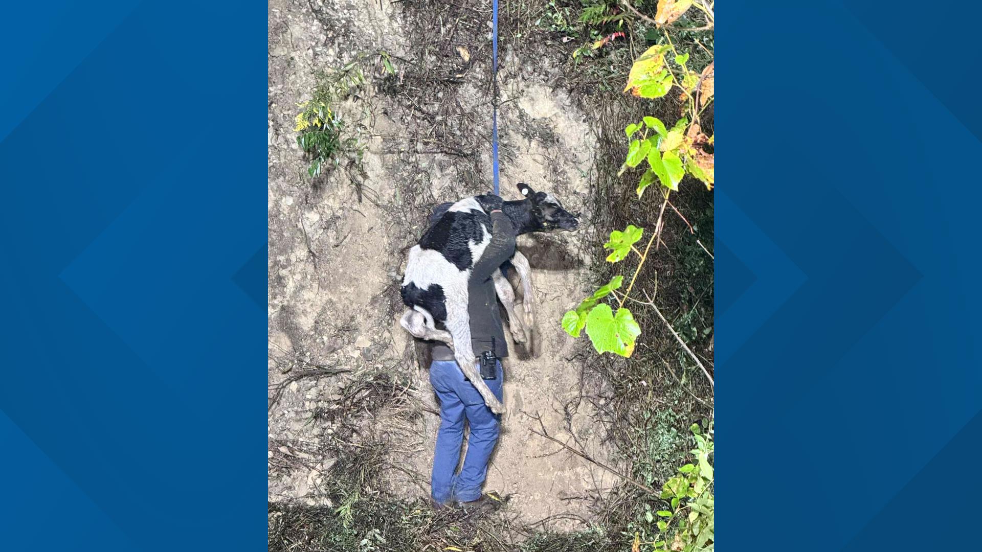 Fire crews rescue dozens of calves after crash in Snyder County | wnep.com