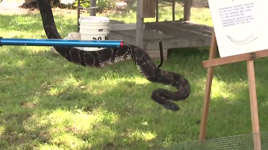 Noxen Rattlesnake Roundup this weekend | wnep.com
