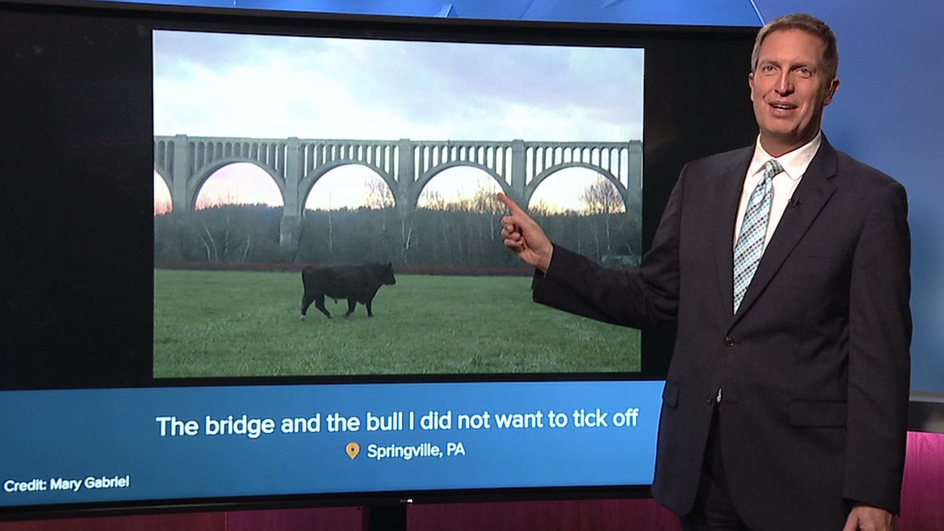 Bears, bucks, and bulls | Wildlife Wednesday | wnep.com