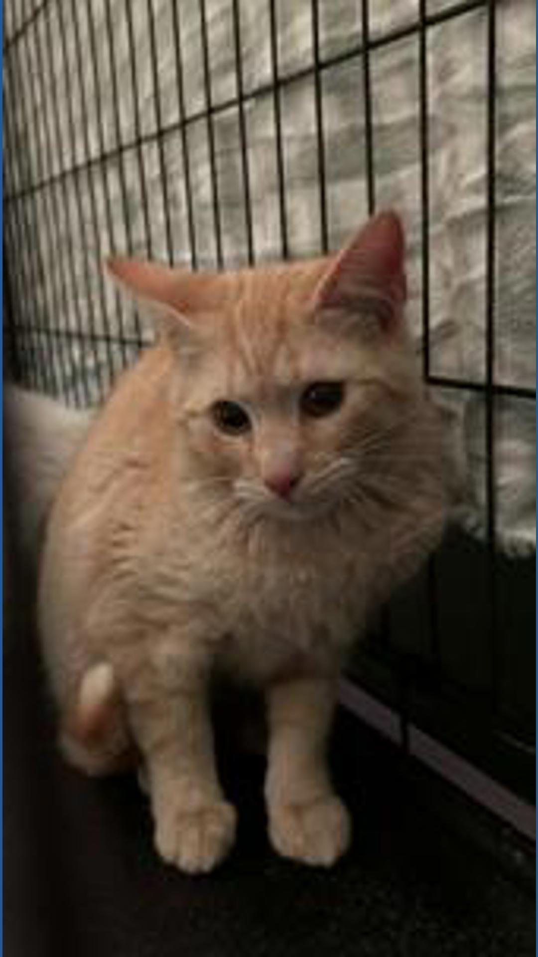 Rescuers helping stray cats after fatal fire in Edwardsville | wnep.com