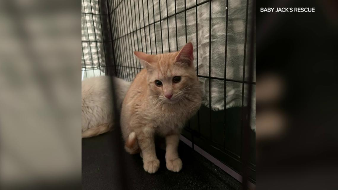 Rescuers helping stray cats after fatal fire in Edwardsville | wnep.com