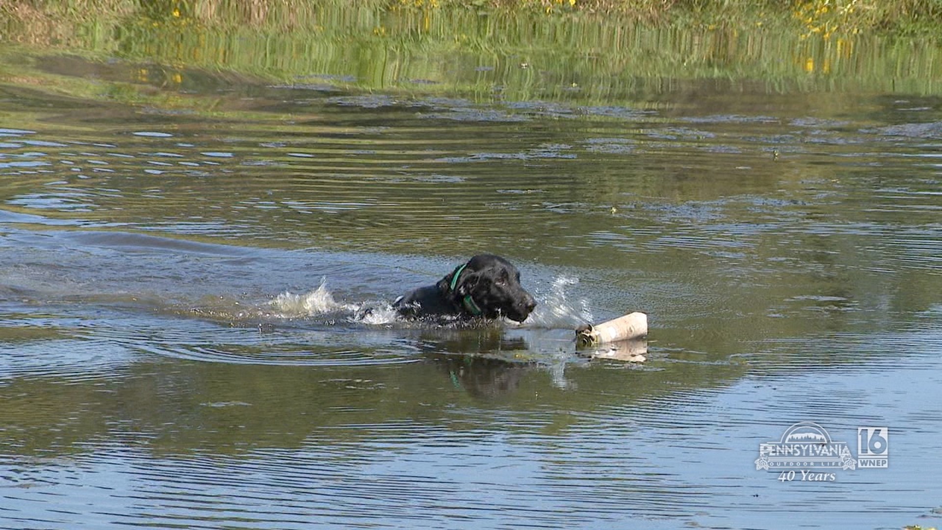 Simulated Duck Hunt Training with Saabi-Sil Retrievers | wnep.com