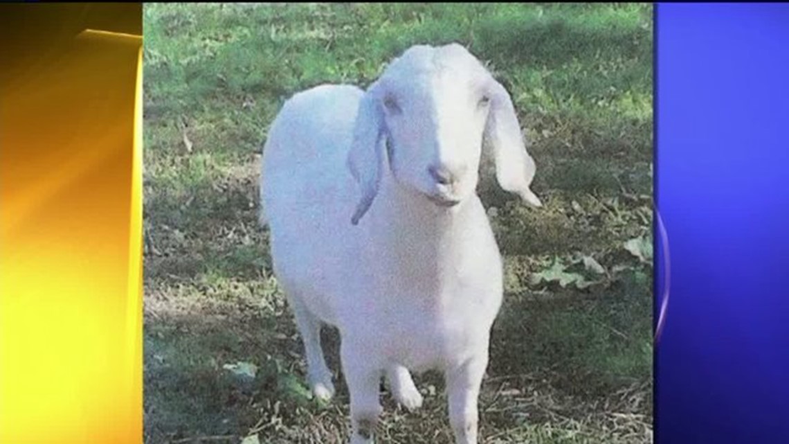 Family Devastated Over Missing Goat | wnep.com