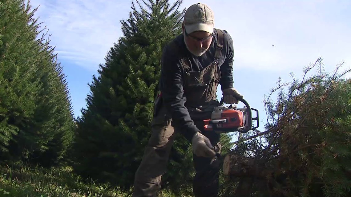 Christmas tree prices expected to level out this holiday season | wnep.com