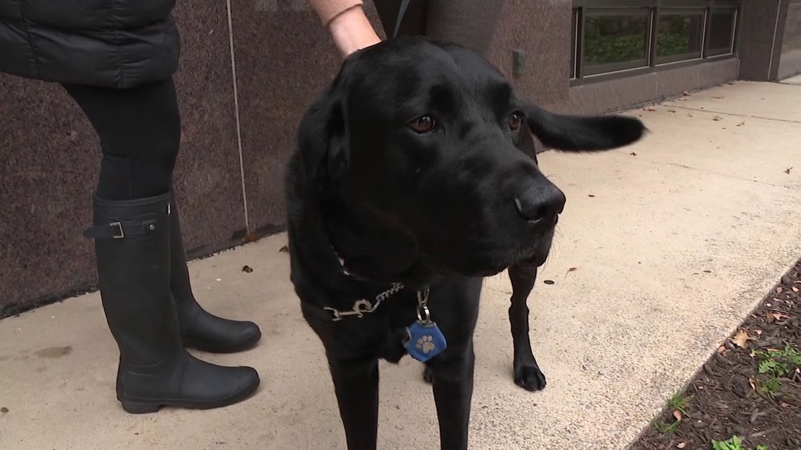 Fate of Lycoming County Courthouse K-9's employment uncertain | wnep.com
