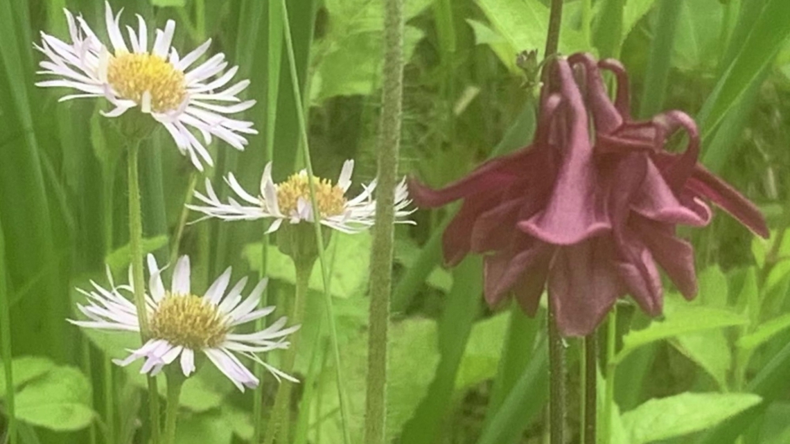 Check out the sights of spring | PhotoLink Library | wnep.com
