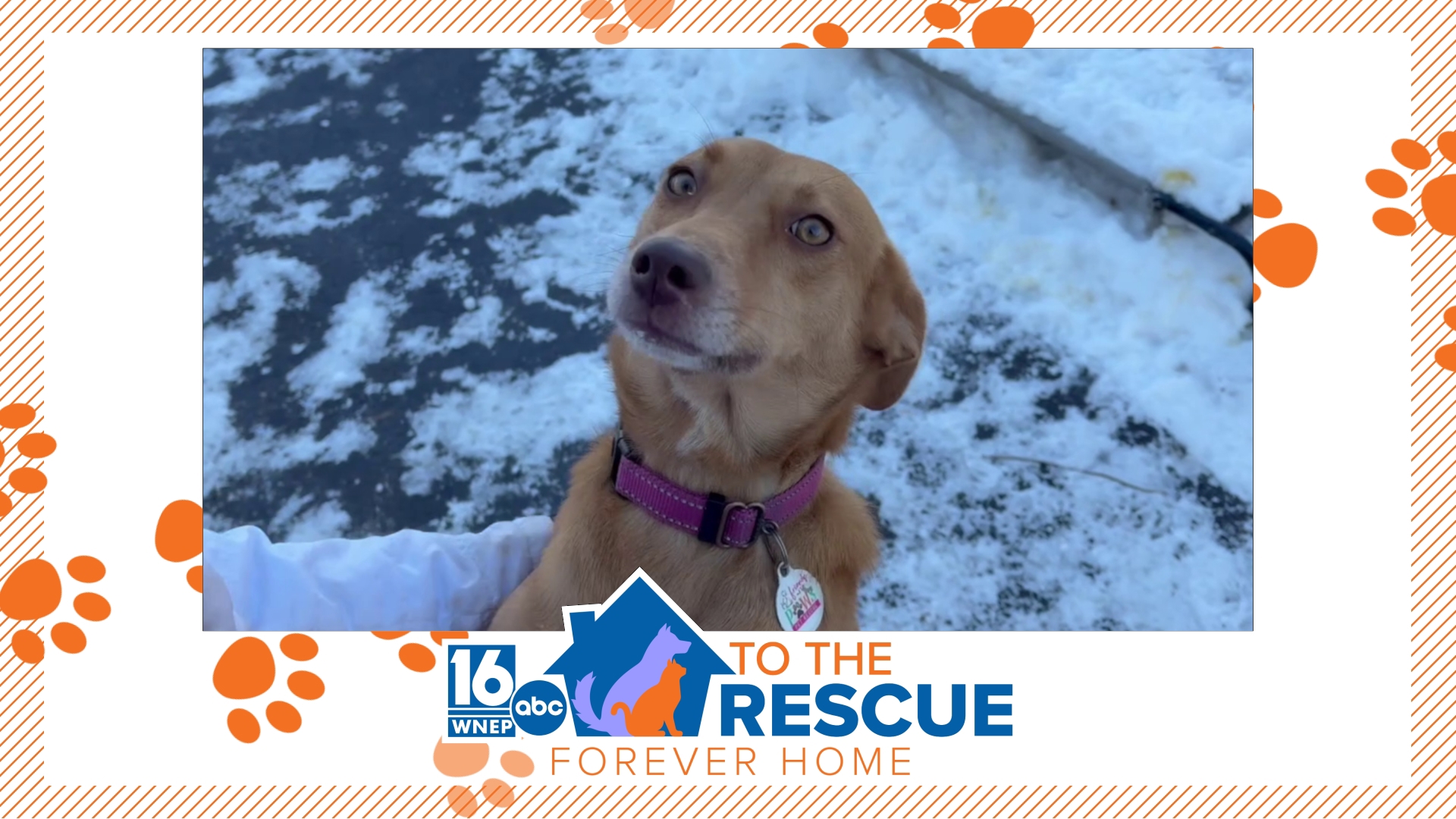 Paisley | 16 To The Rescue | wnep.com