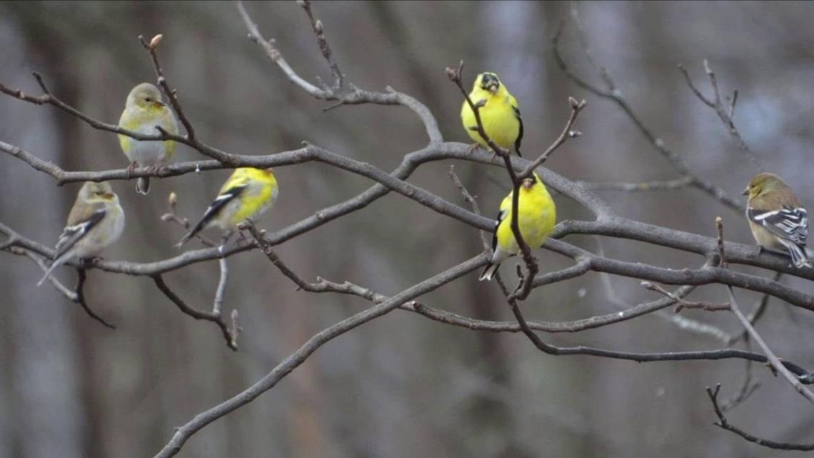 Nature's final touch | PhotoLink Library | wnep.com