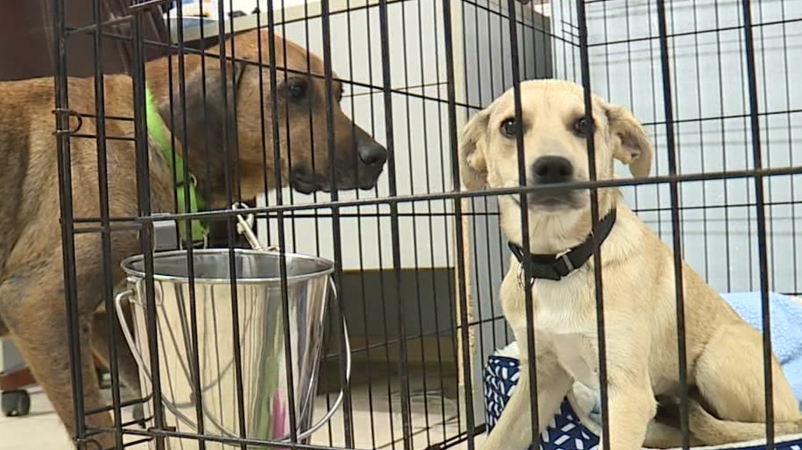 Blue Chip Farm Animal rescue looking to raise cash | wnep.com