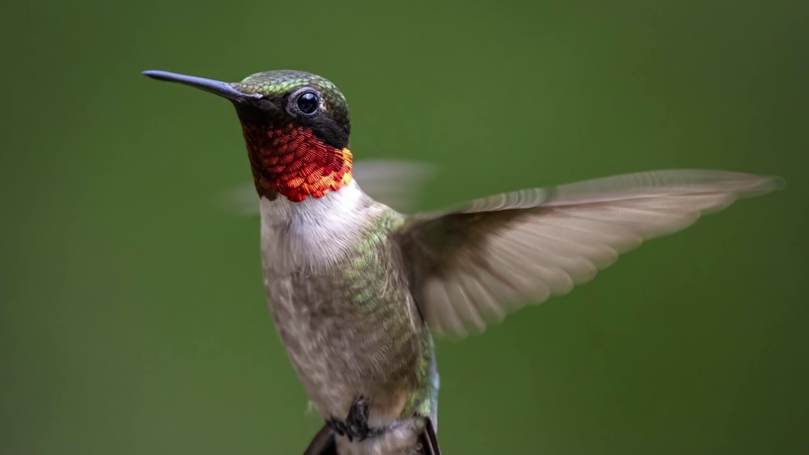 Thinking small with Mike Stevens in the PhotoLink Library | wnep.com