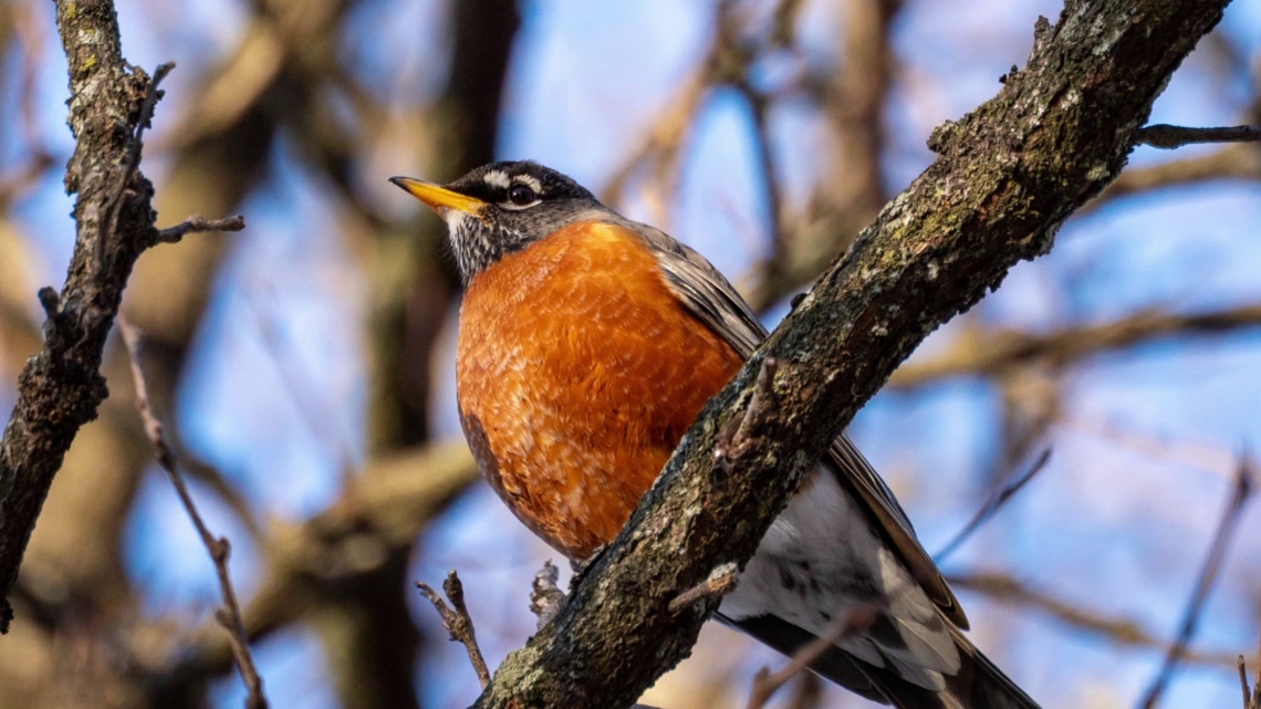 Signs of spring | PhotoLink Library | wnep.com