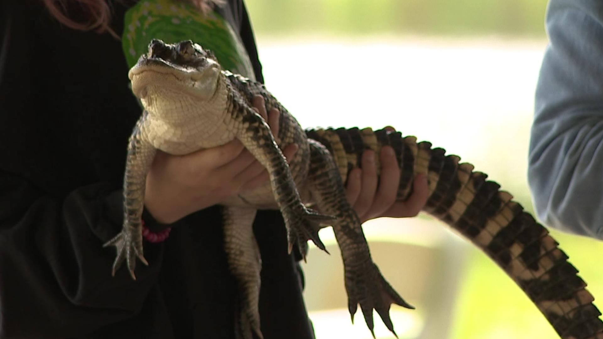 Kids thrilled at scaly creatures during annual reptile show in Forest ...