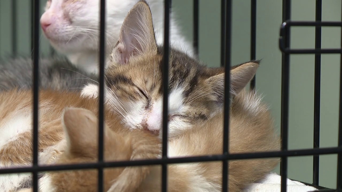 Friends and Ferals in Berwick inundated with kittens ahead of peak ...