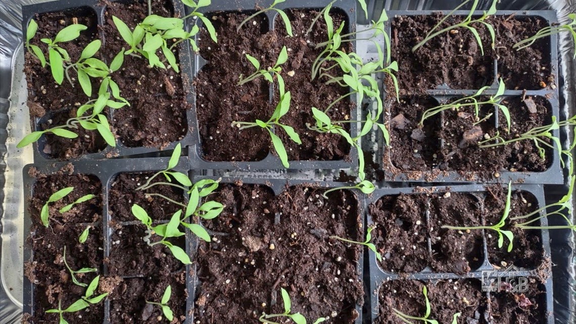 Separating Seedlings For Planting | wnep.com