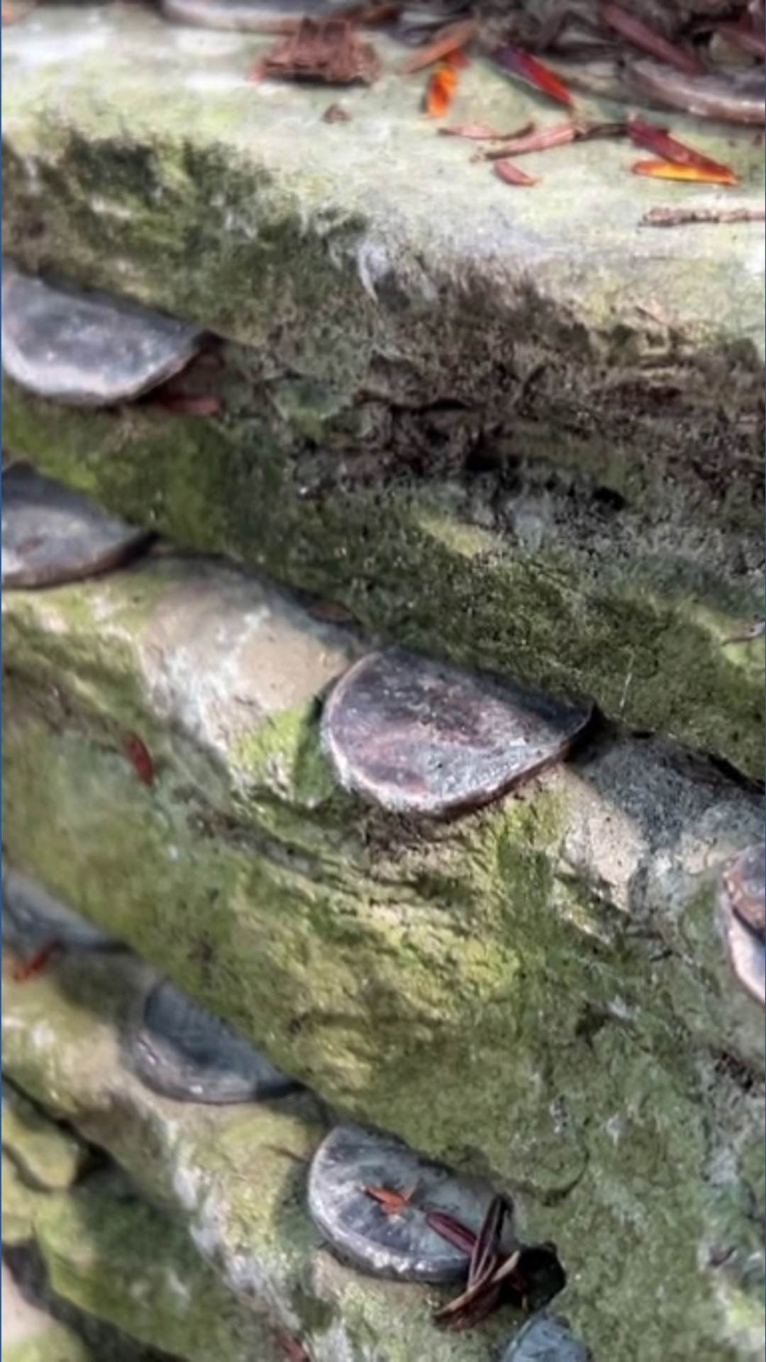 Penny Rock at Salt Springs State Park | On The Pennsylvania Road | wnep.com
