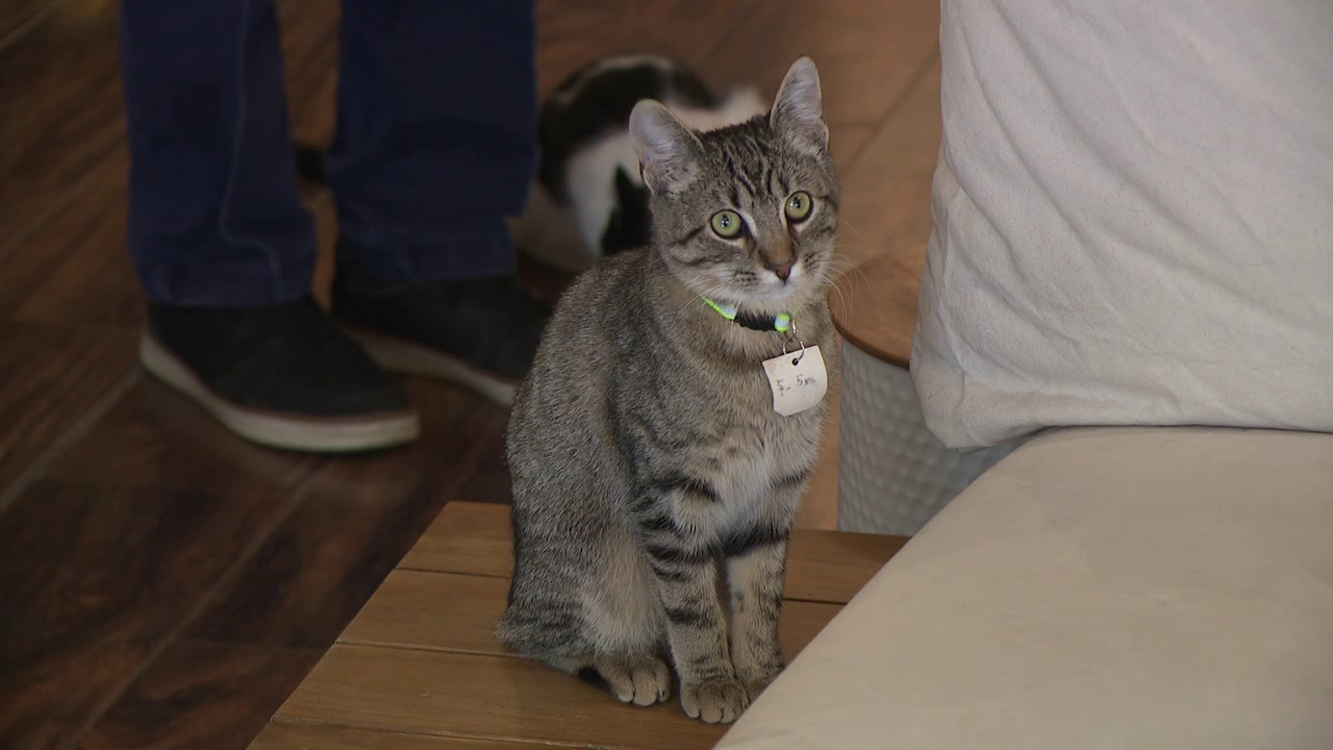 Cat cafe celebrates over 1,000 adoptions while highlighting importance ...