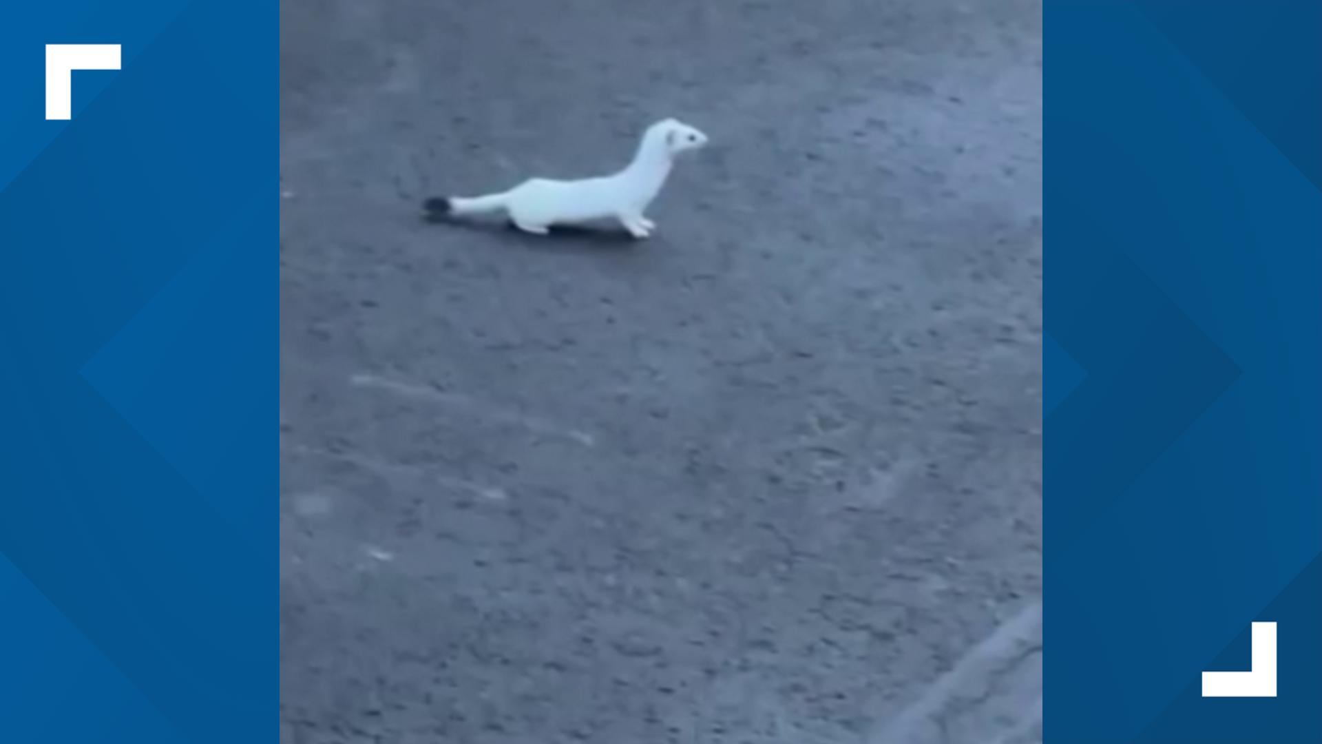 Weasel sighting caught on camera in the Back Mountain | wnep.com