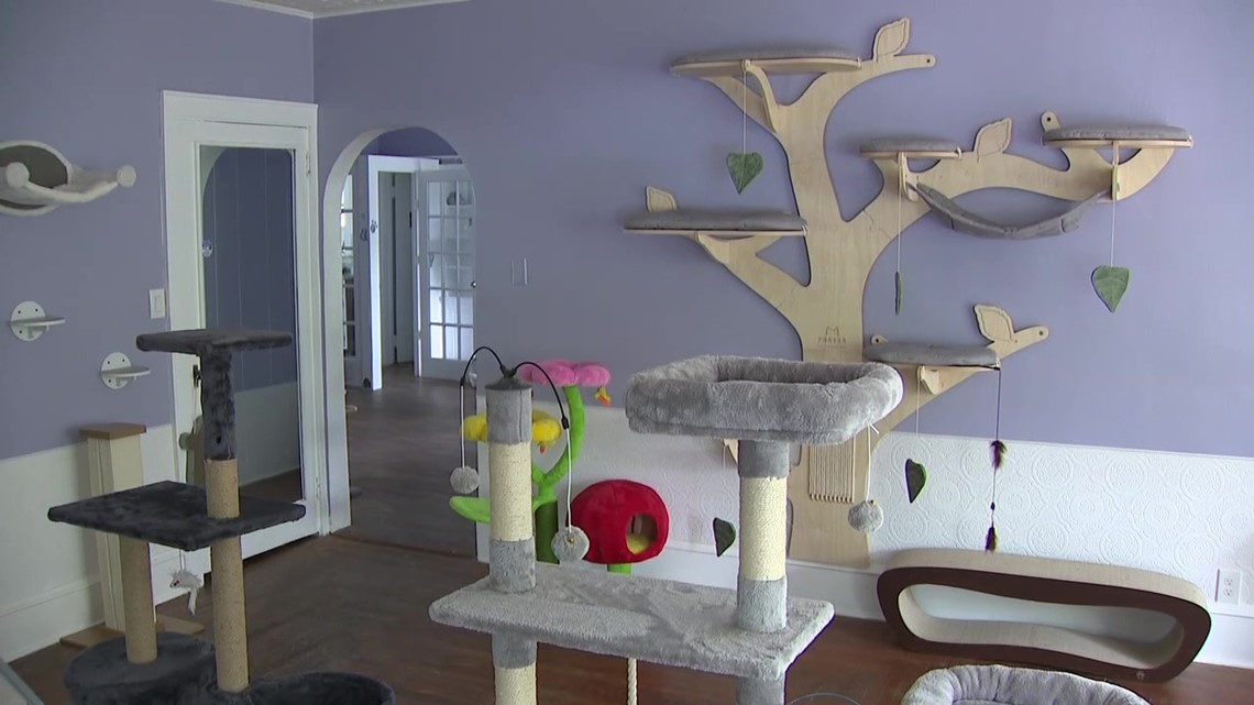 Cat cottage reopening at Camp Papillon | wnep.com