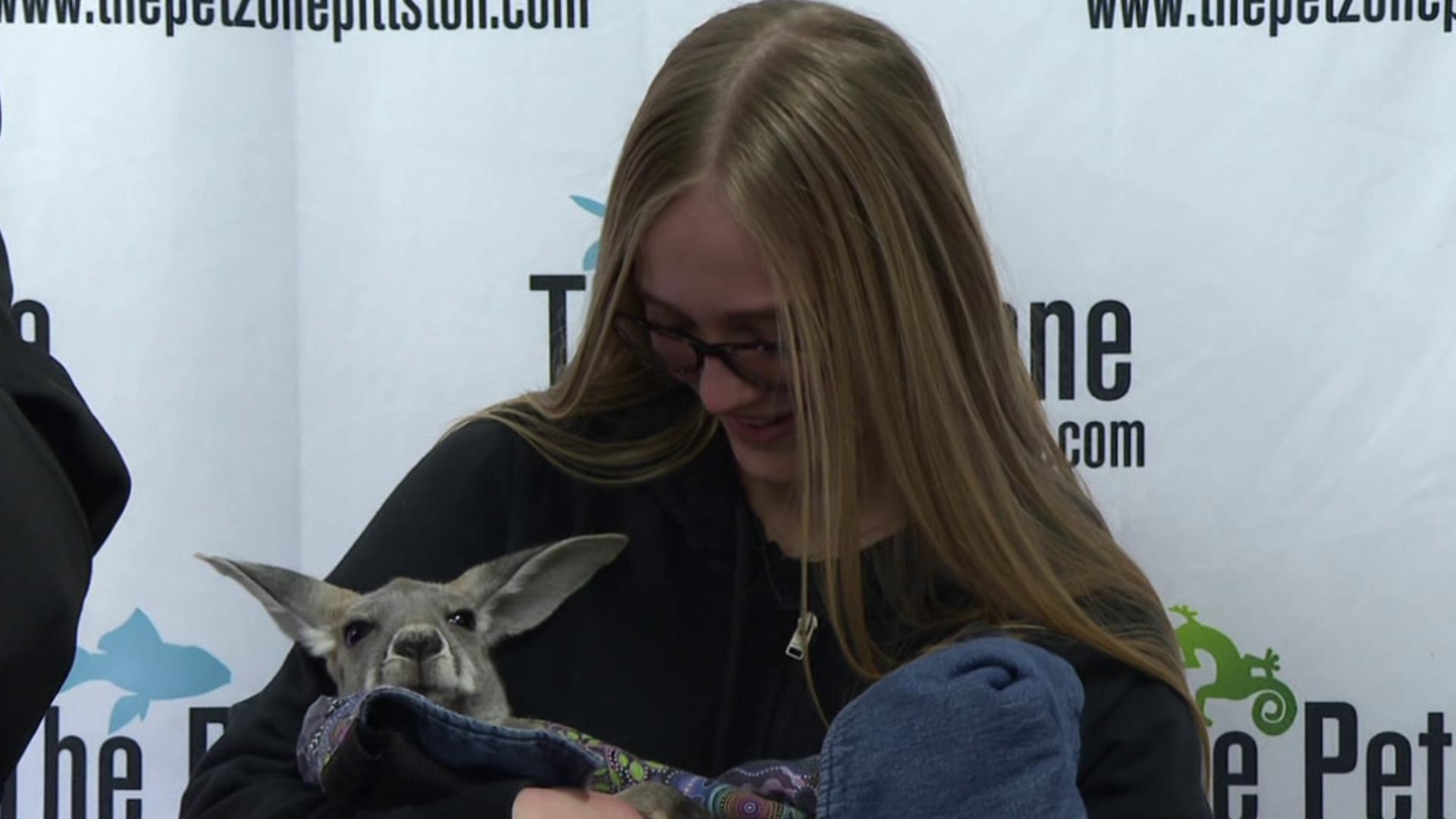 Luzerne Co. hops with joy: Baby kangaroo event charms locals | wnep.com