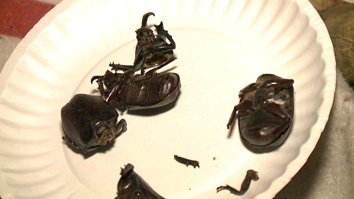 Taste Test: Bacon Cheese Flavored Male Rhino Beetles | wnep.com
