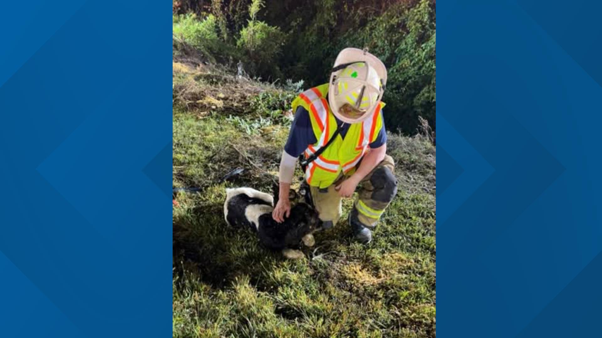 Fire crews rescue dozens of calves after crash in Snyder County | wnep.com