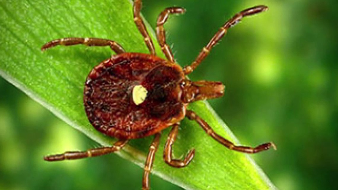 Doctors warn about red meat allergy caused by some tick bites | wnep.com