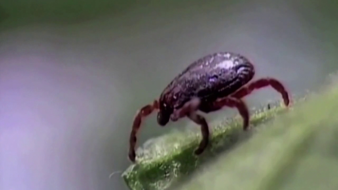 Research lab testing hundreds of ticks daily amid rainy spring | wnep.com