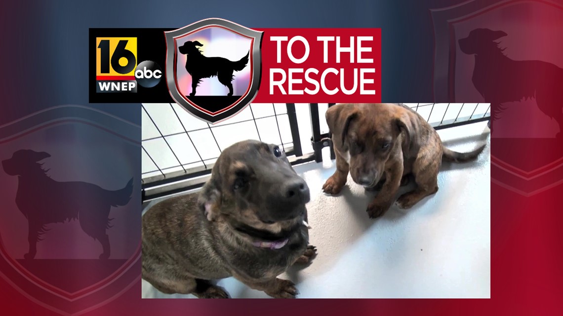 Chloe and Coco — 16 To The Rescue | wnep.com