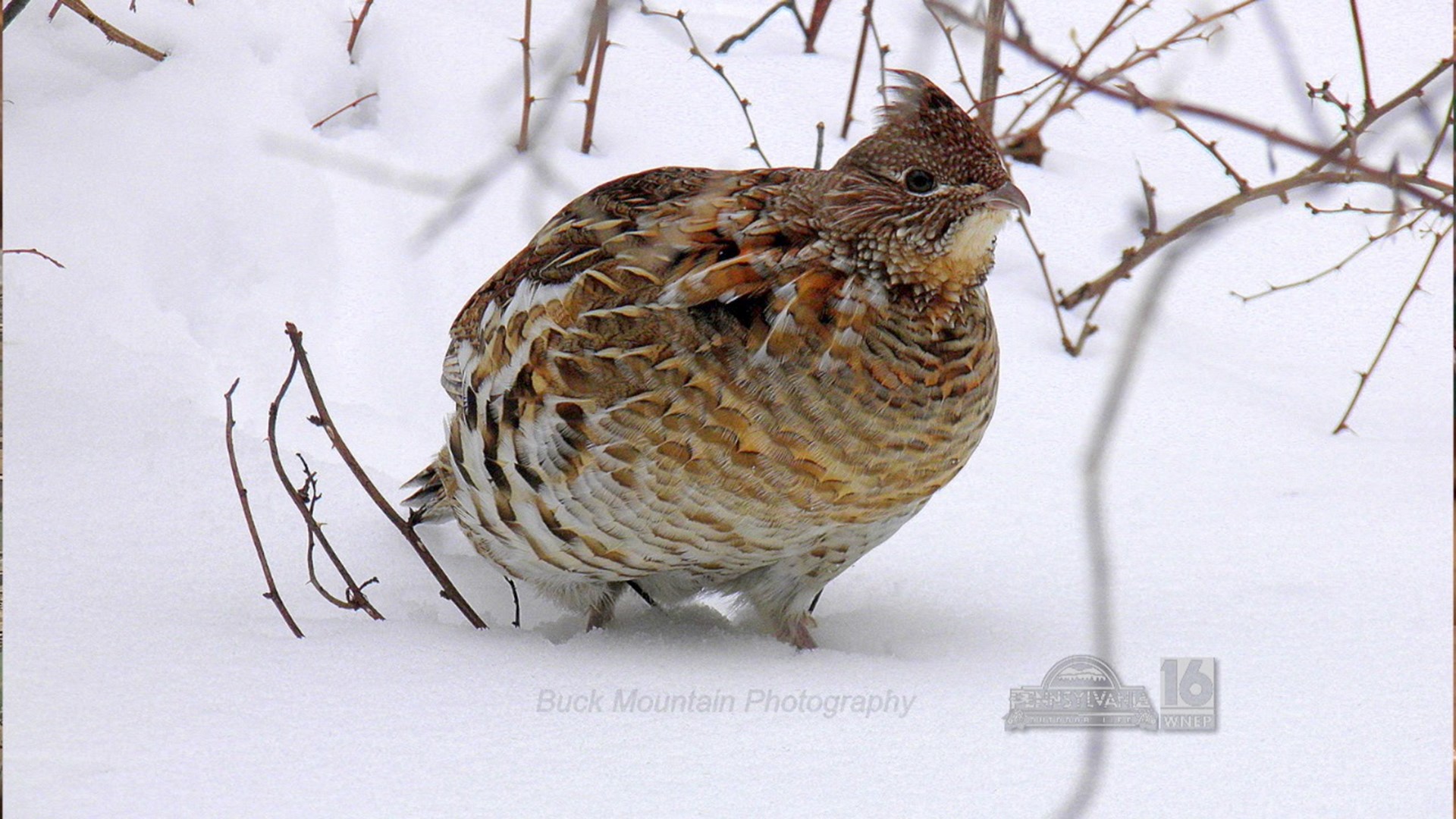 Ruffed Grouse Research / How You Can Help! | wnep.com