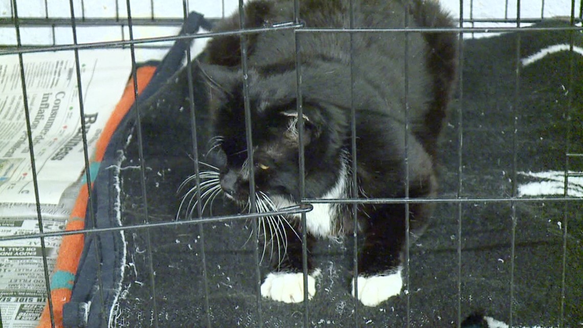 Long-missing cat found in Lackawanna County | wnep.com