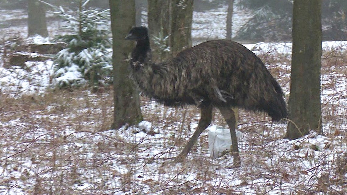 Wandering Wayne County Emu Spotted | wnep.com