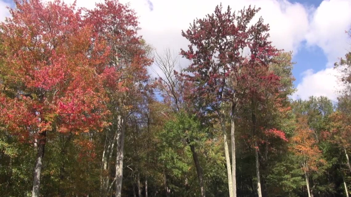 Foresters track the fall foliage in Pennsylvania | fox43.com