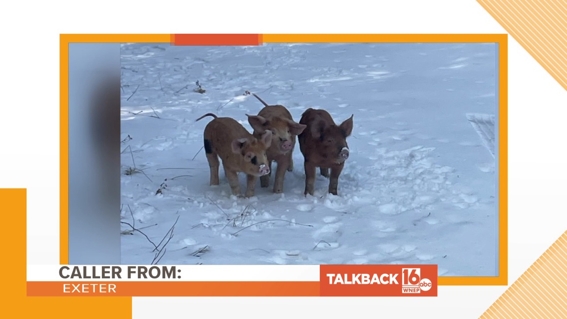 Calls about three little pigs in Pike County | Talkback 16 | wnep.com