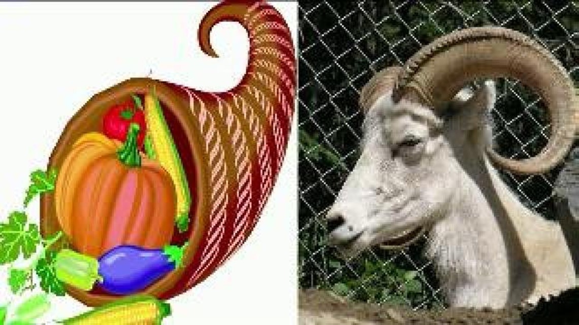 Wham Cam: The Origin of Cornucopia | wnep.com