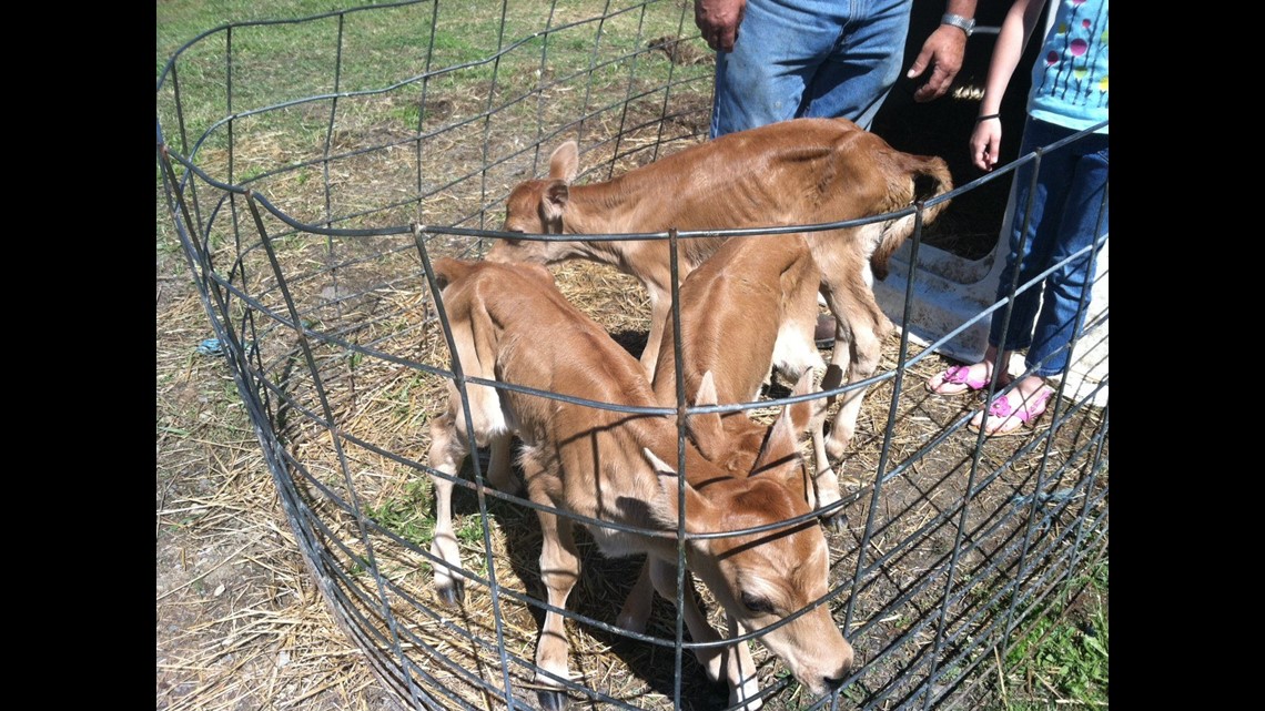 Against the Odds: Triplet Calves Born | wnep.com
