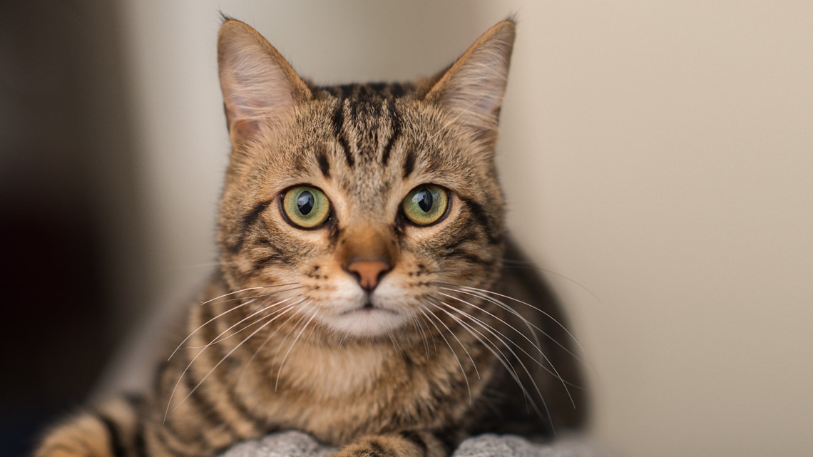 Cats have nine lives: Where did the phrase originate? | wnep.com