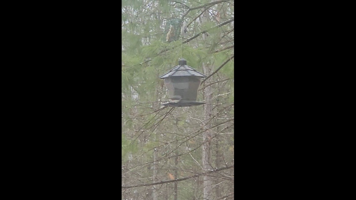 Feeding Frenzi at the Bird Feeder | wnep.com