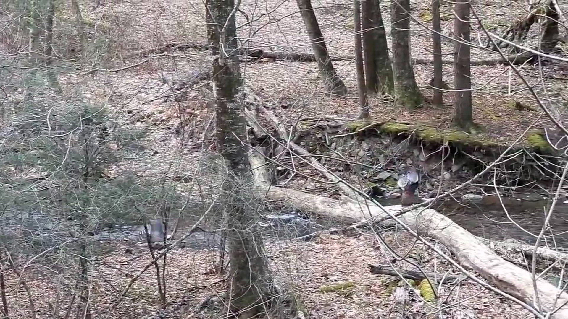 Gobblers on the move | wnep.com