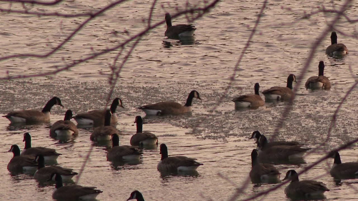 Police warn residents to avoid wild birds after encountering sick goose ...