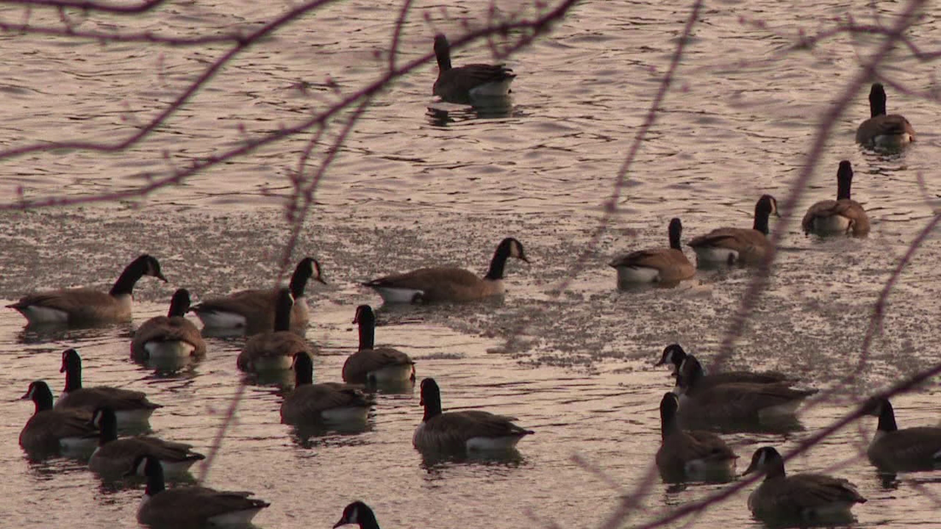 Police warn residents to avoid wild birds after encountering sick goose ...