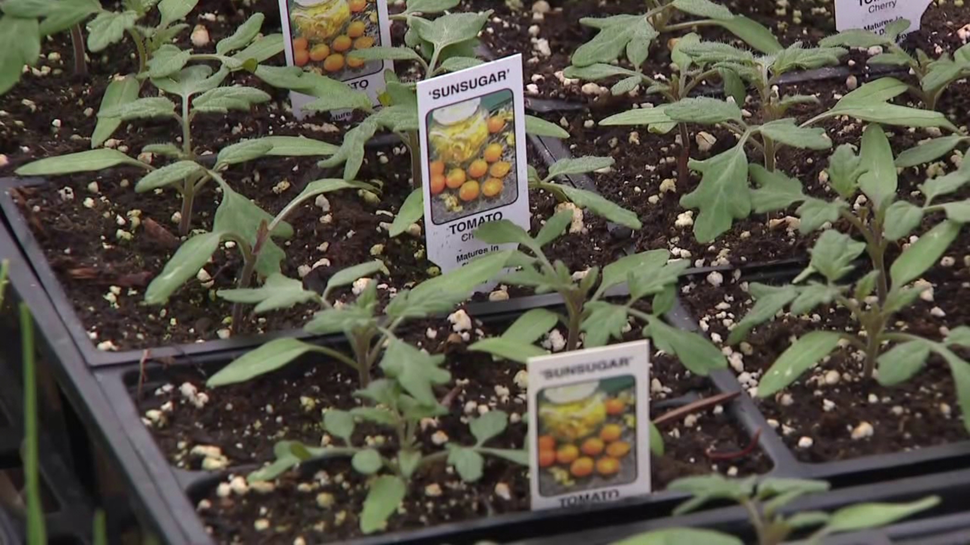 Spring planting season kicks off at Nev & Nise Produce in Carbon County ...