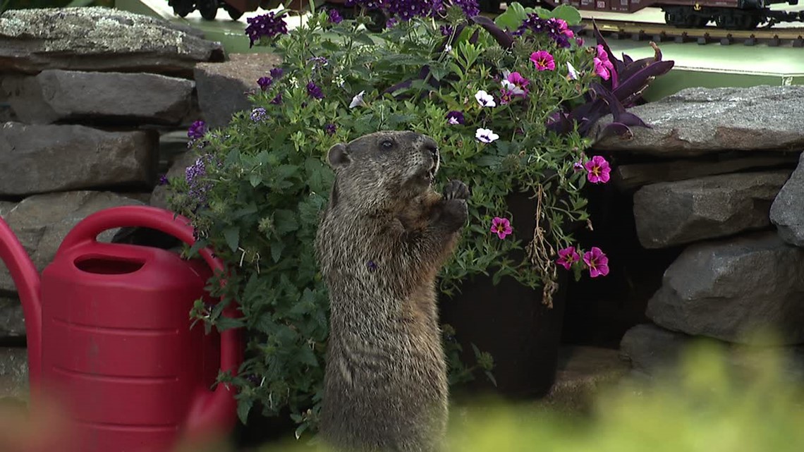 More of the groundhog in the backyard | wnep.com