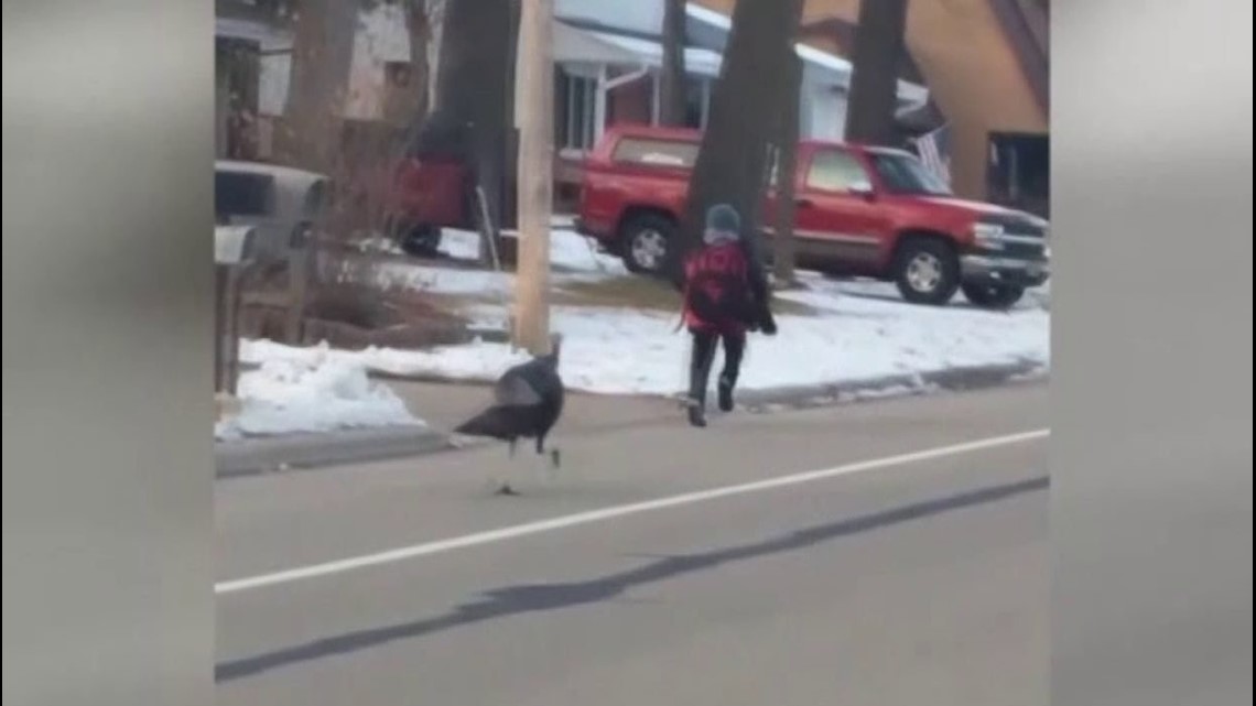 VIDEO: Driver Saves Kid Being Chased by Angry Turkey, Says Motherly ...