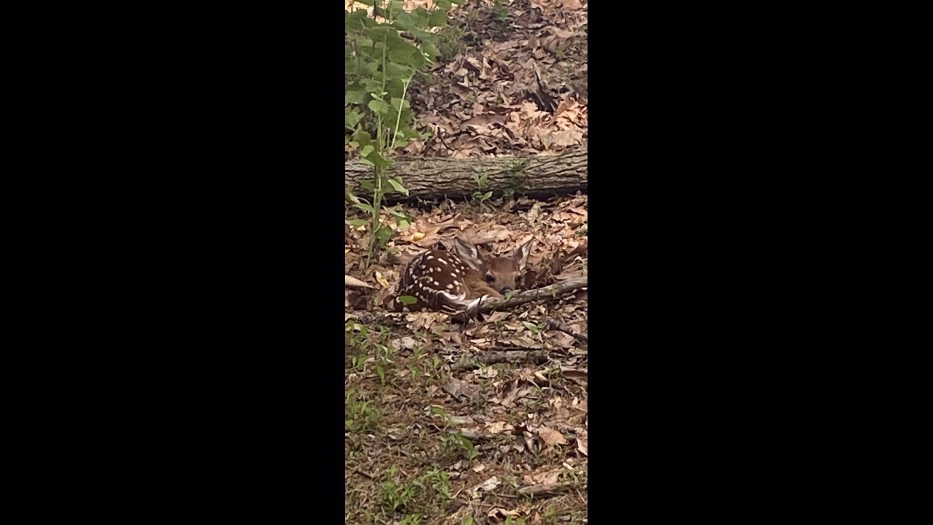 Fawn season in full swing | wnep.com