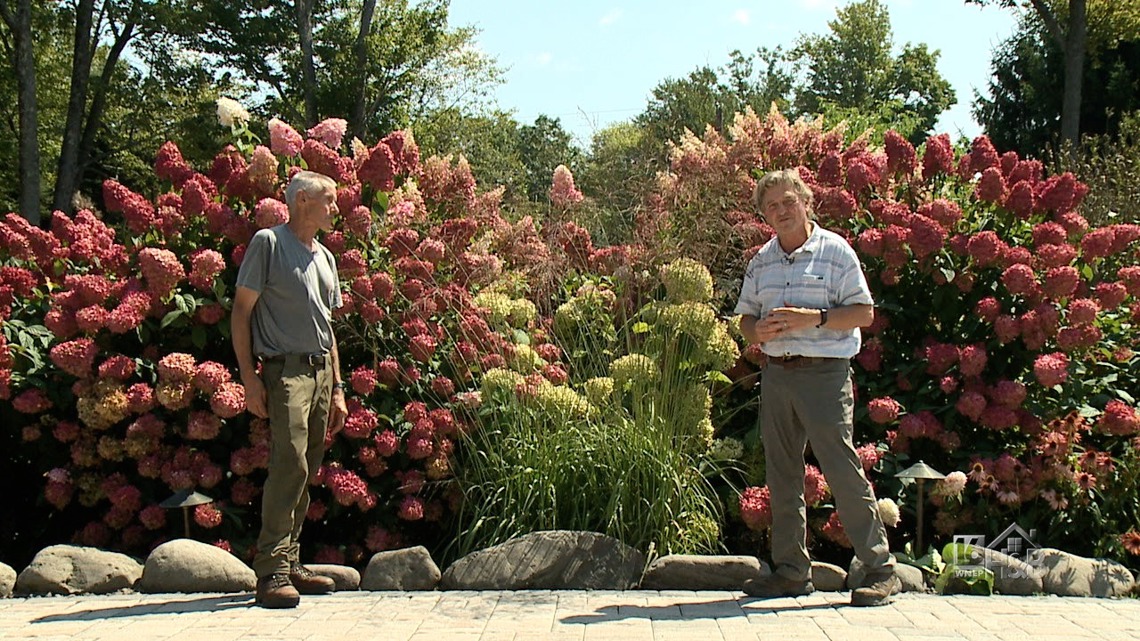 Heavenly Hydrangea | wnep.com