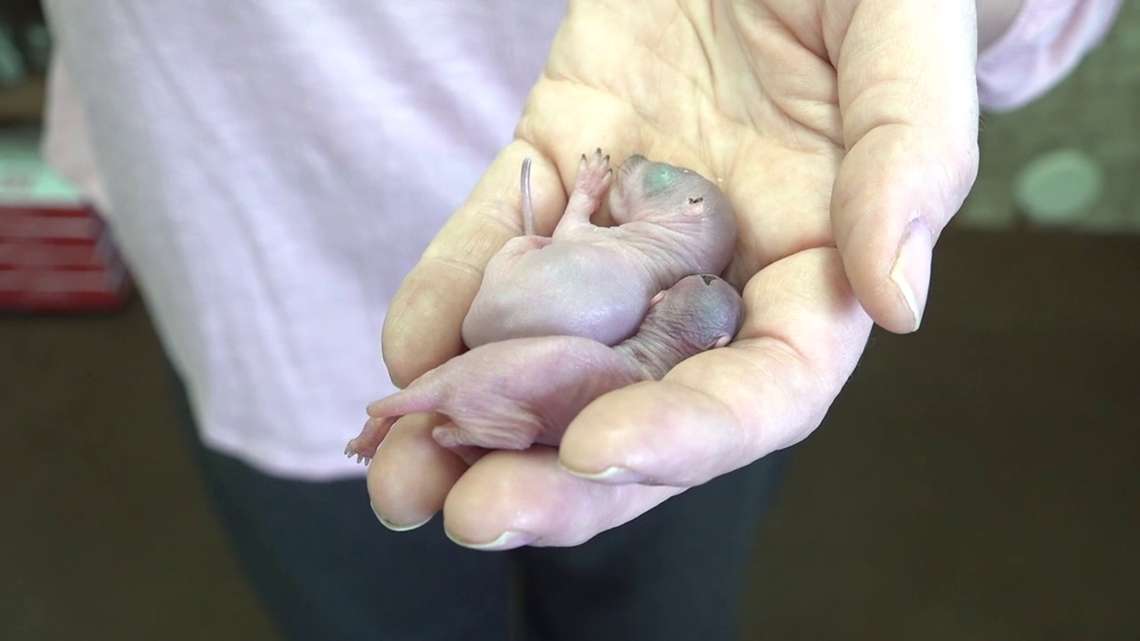 Wildlife rehabilitation center to open in Lycoming County | wnep.com